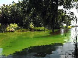 The Return of the Green Monster – The View from a Drawbridge