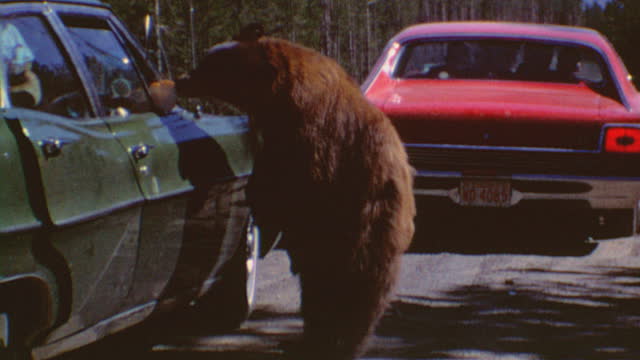 The Tragic Tale of Twenty-Two Bears – The View from a Drawbridge